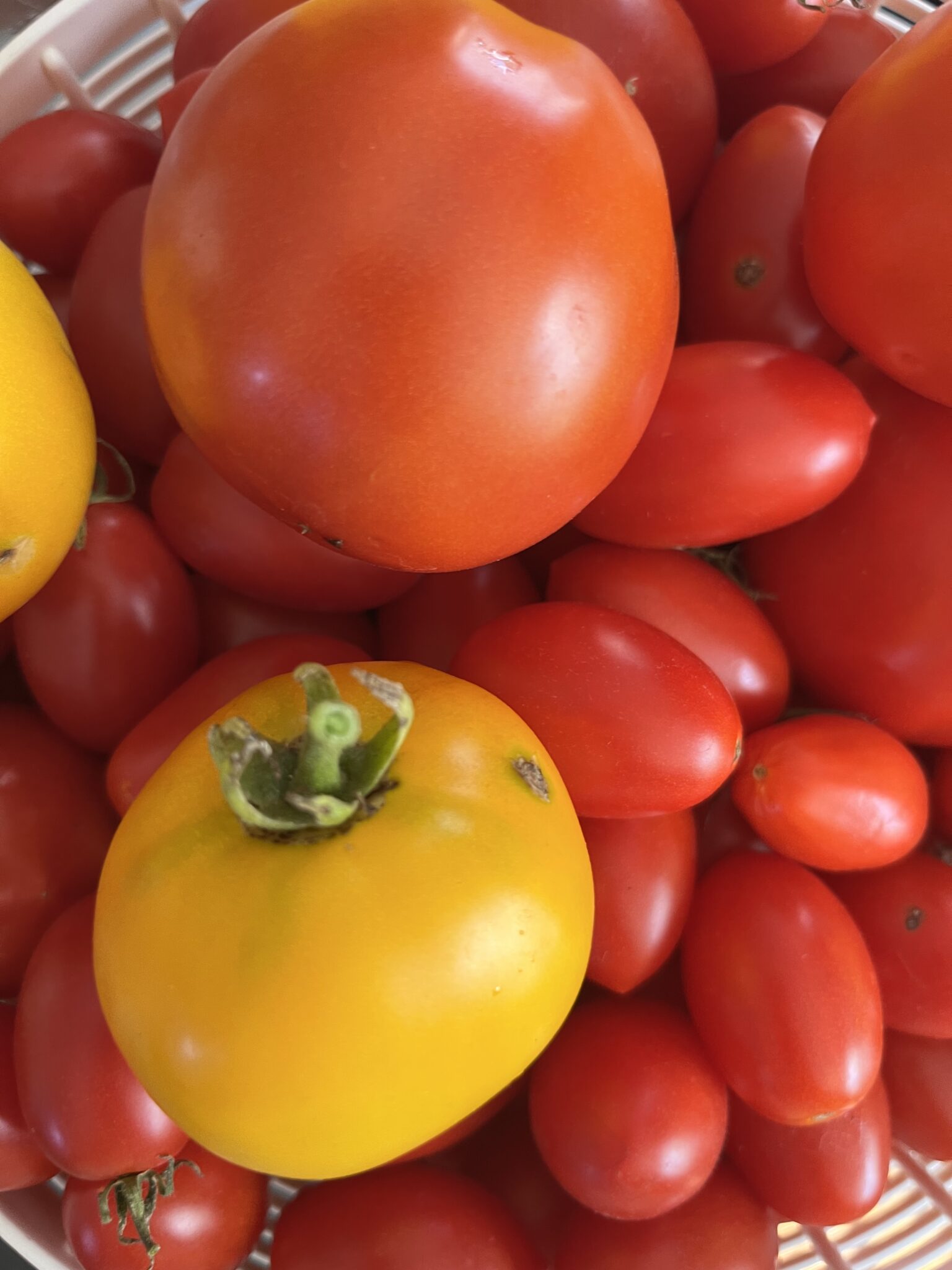 About Shared Ground Community Gardens – SGCG: Shared Ground Community ...